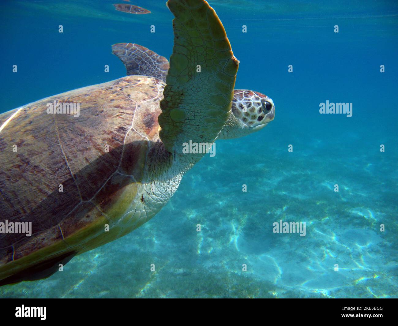 Big Green turtle on the reefs of the Red Sea. Green turtles are the ...
