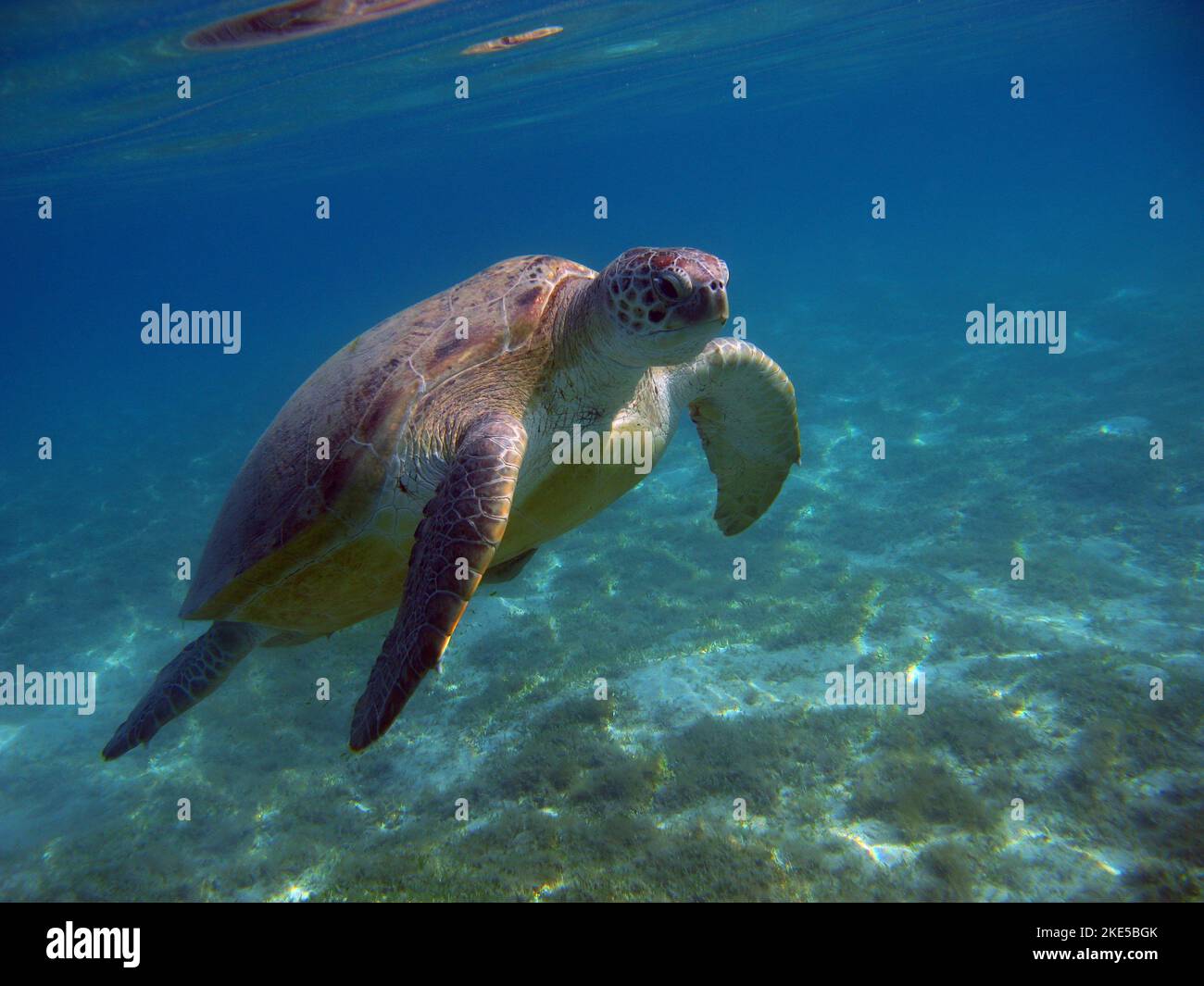 Big Green turtle on the reefs of the Red Sea. Green turtles are the ...