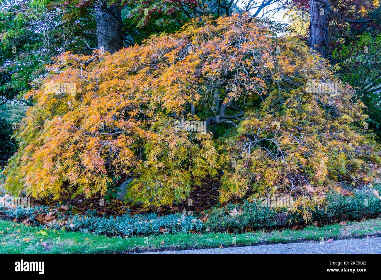 A brilliant Japanese Maple at Seward Park in Seattle, Washington Stock ...