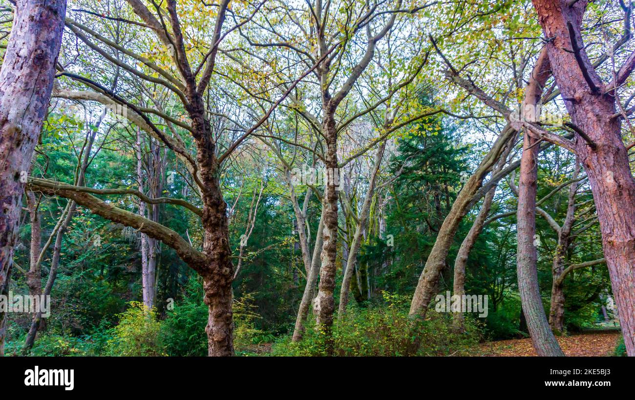 Trees in a forest at Lincoln Park in West Seattle, Washington Stock ...