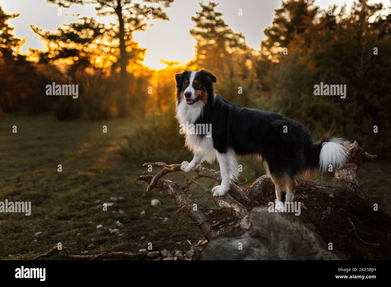 Shepherd tree roots hi-res stock photography and images - Alamy
