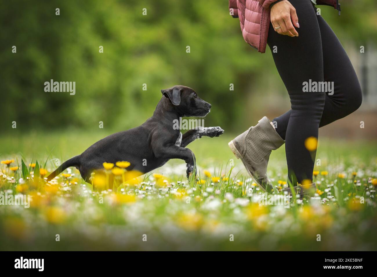 Rhodesian ridgeback dalmatian hi-res stock photography and images - Alamy