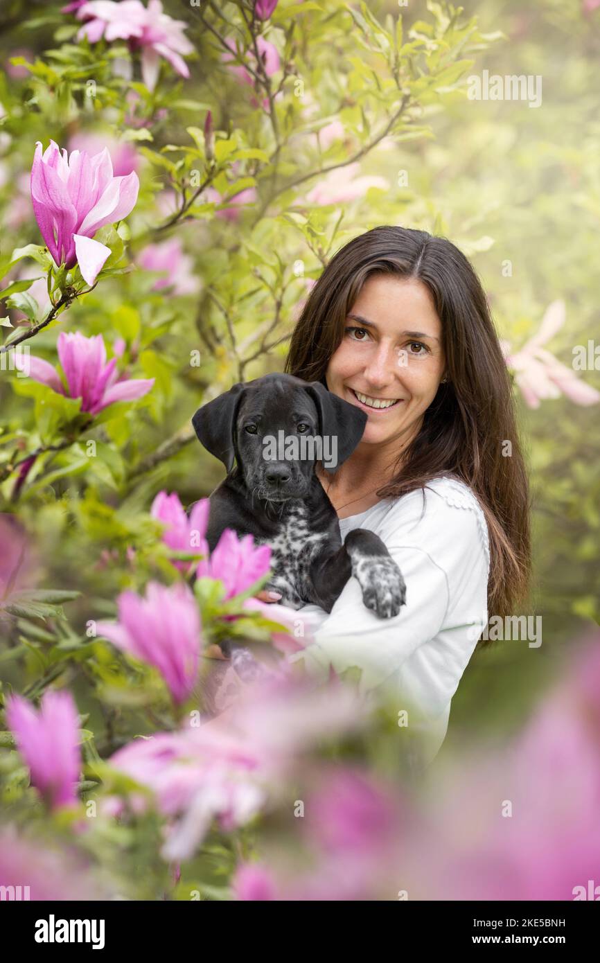 Rhodesian ridgeback dalmatian hi-res stock photography and images - Alamy