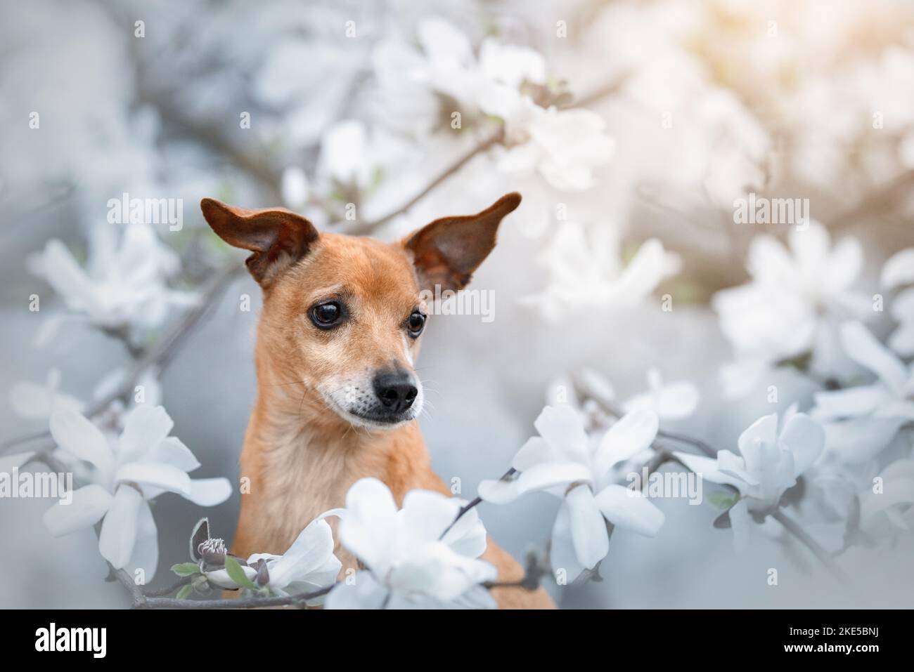 Mongrel in spring hi-res stock photography and images - Alamy