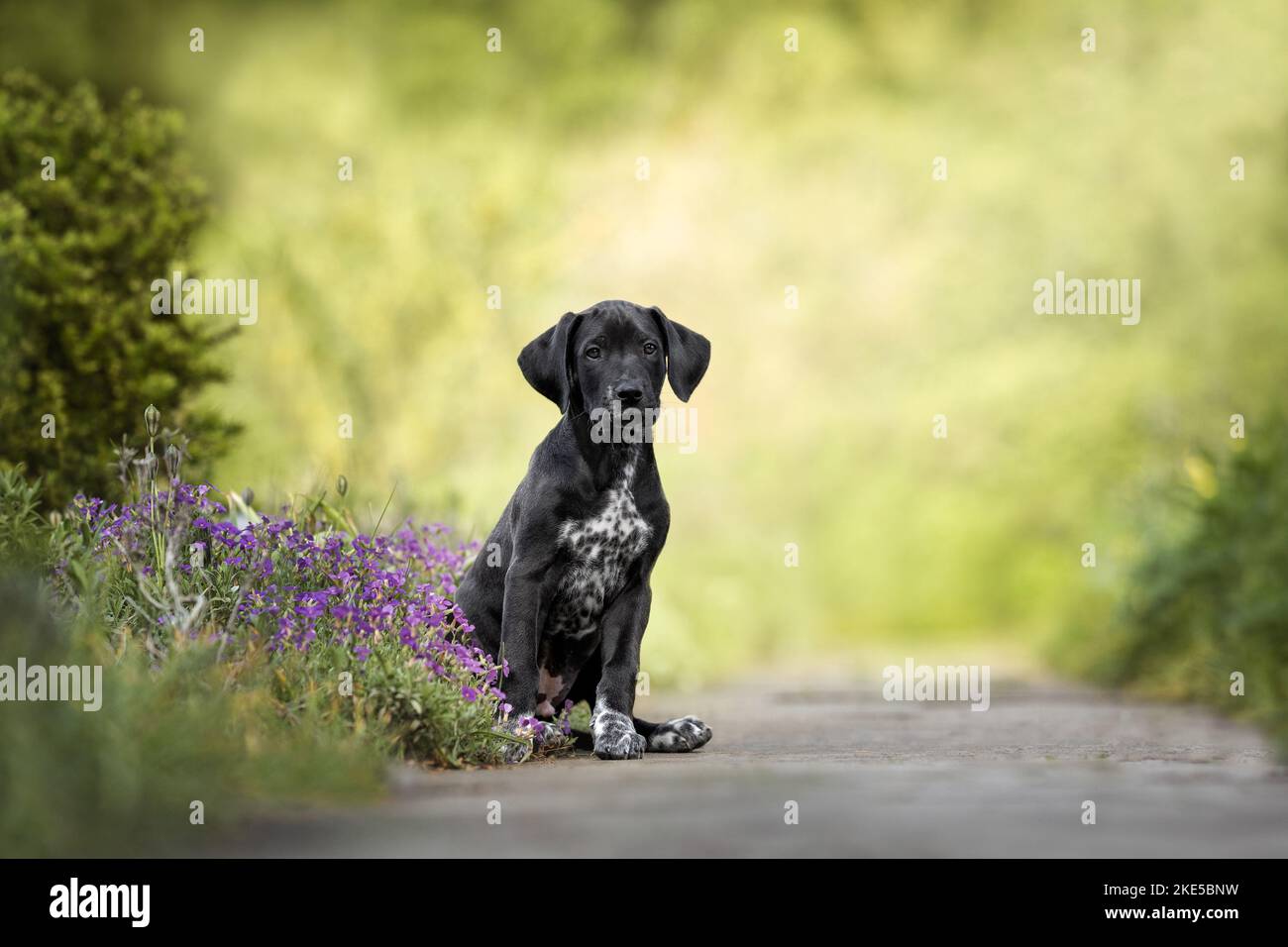 Rhodesian ridgeback dalmatian hi-res stock photography and images - Alamy