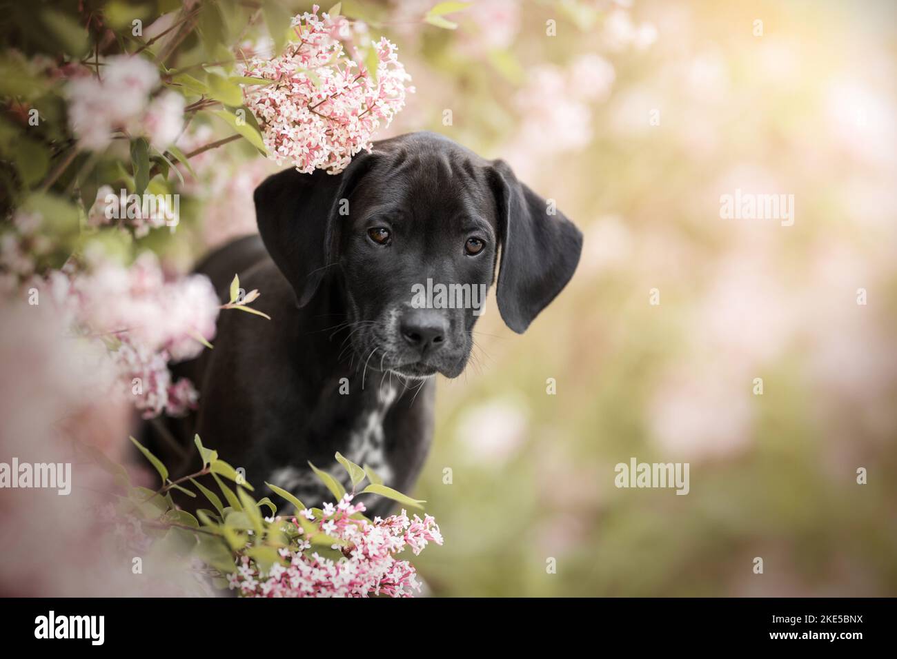 Rhodesian ridgeback dalmatian hi-res stock photography and images - Alamy