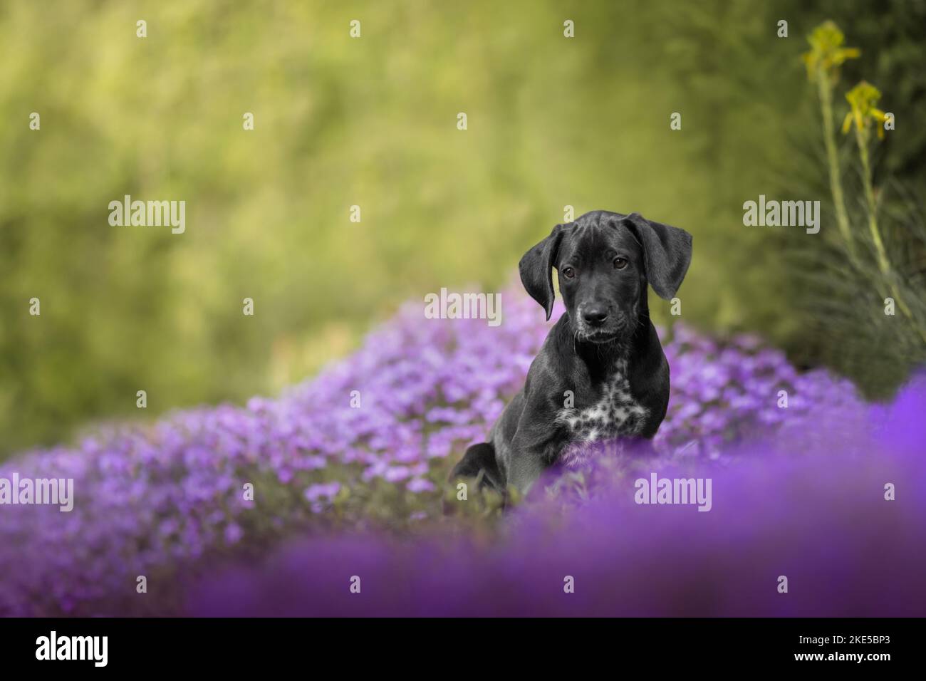 Rhodesian ridgeback dalmatian hi-res stock photography and images - Alamy