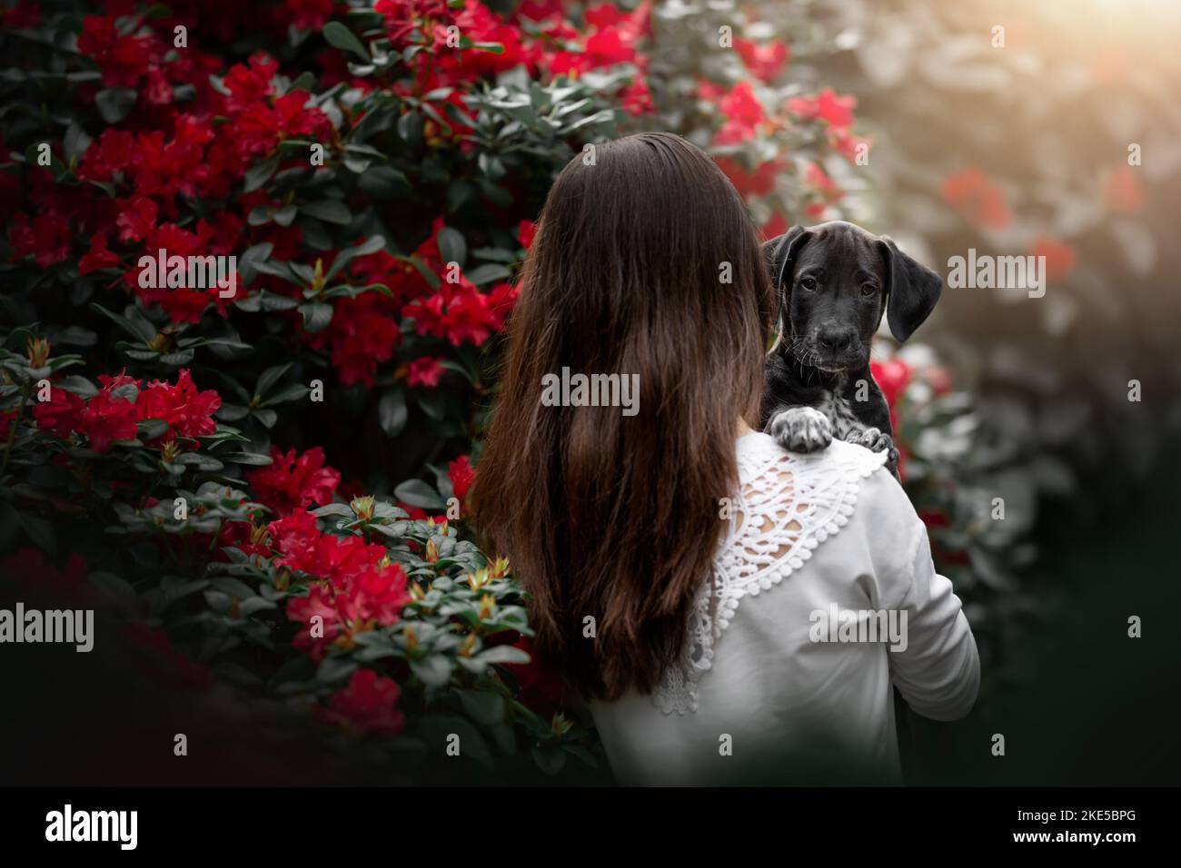 Rhodesian ridgeback dalmatian hi-res stock photography and images - Alamy