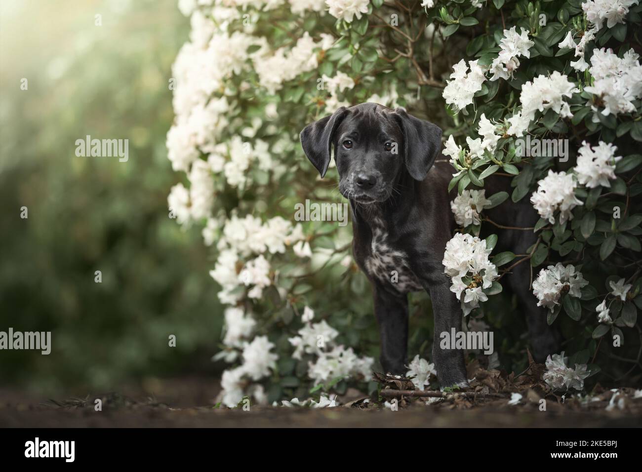 Rhodesian ridgeback dalmatian hi-res stock photography and images - Alamy