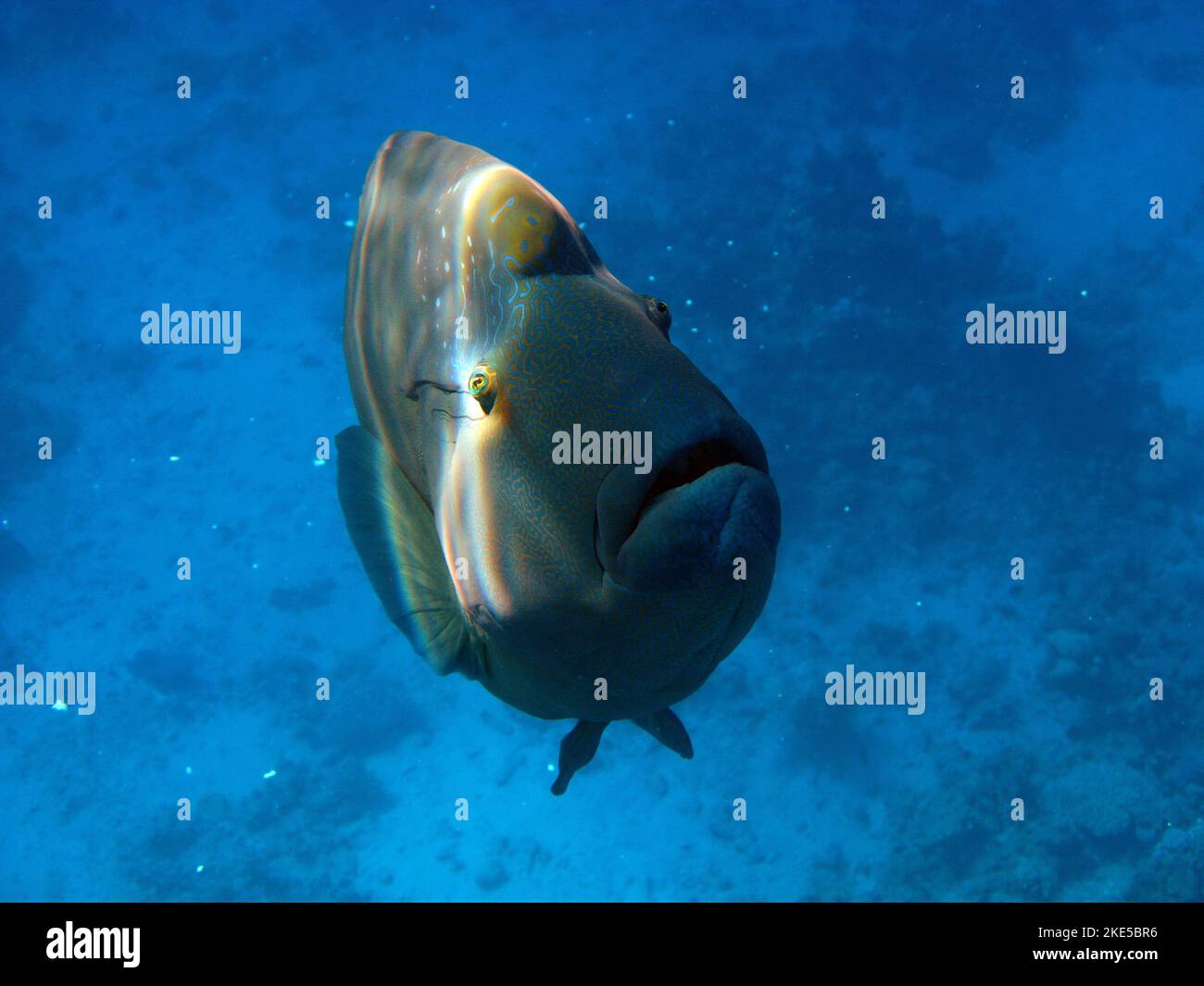 Fish napoleon hi-res stock photography and images - Alamy