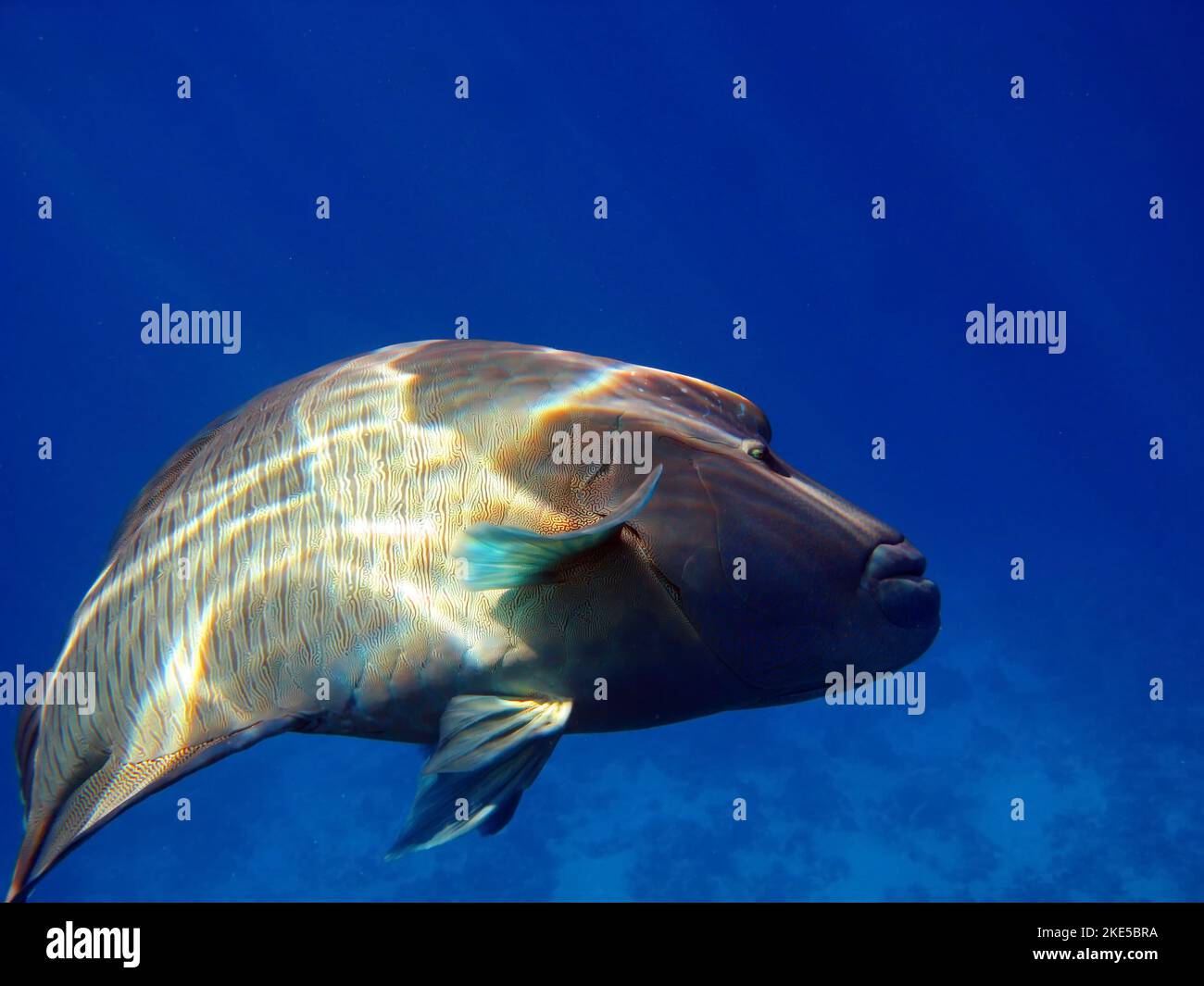 Napoleon fish. Fish - type bone fish Osteichthyes. Gubanovye - Labridae ...