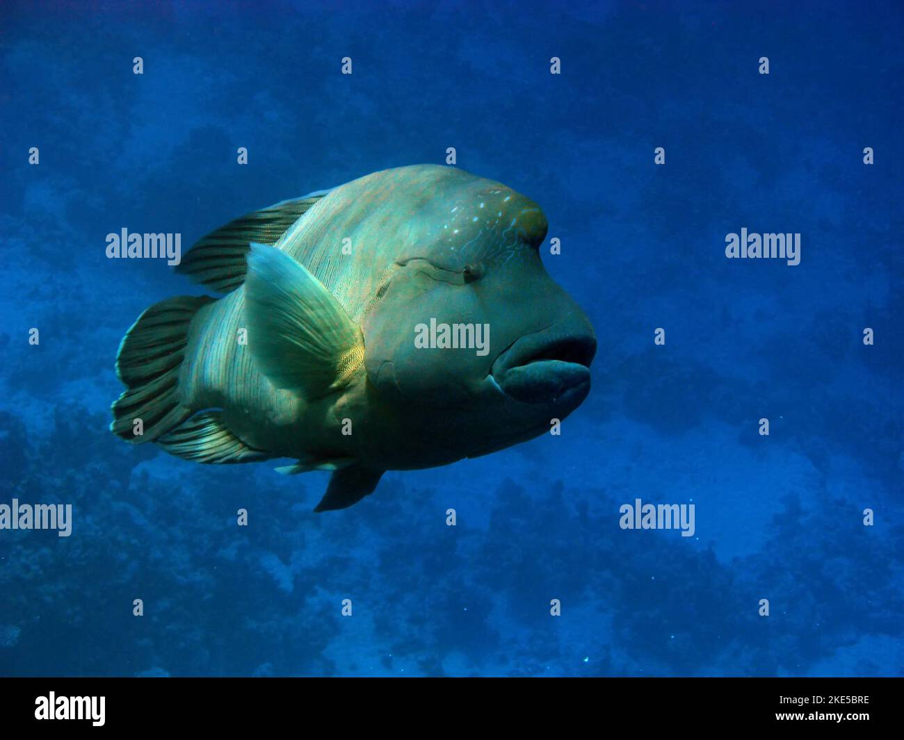 Napoleon fish. Fish - type bone fish Osteichthyes. Gubanovye - Labridae ...