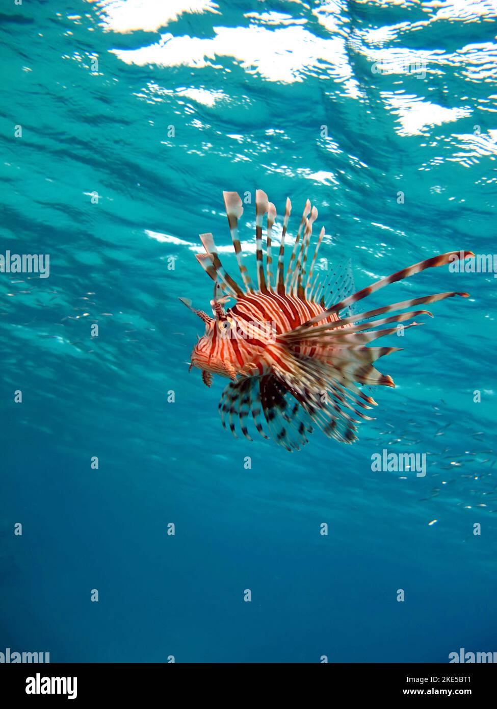 Lion Fish in the Red Sea in clear blue water hunting for food ...