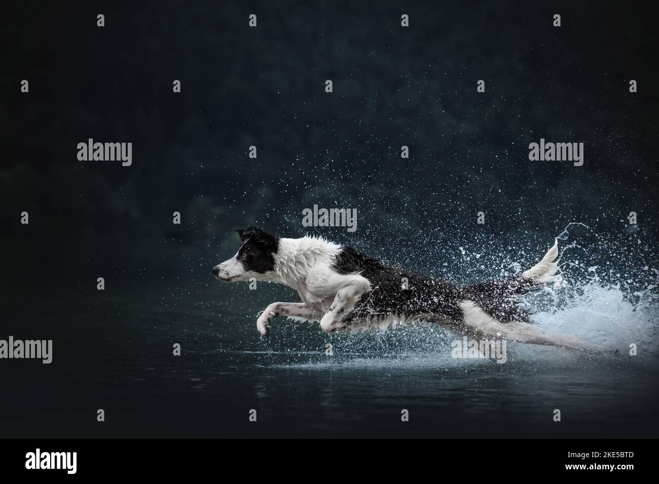 running Border Collie Stock Photo - Alamy