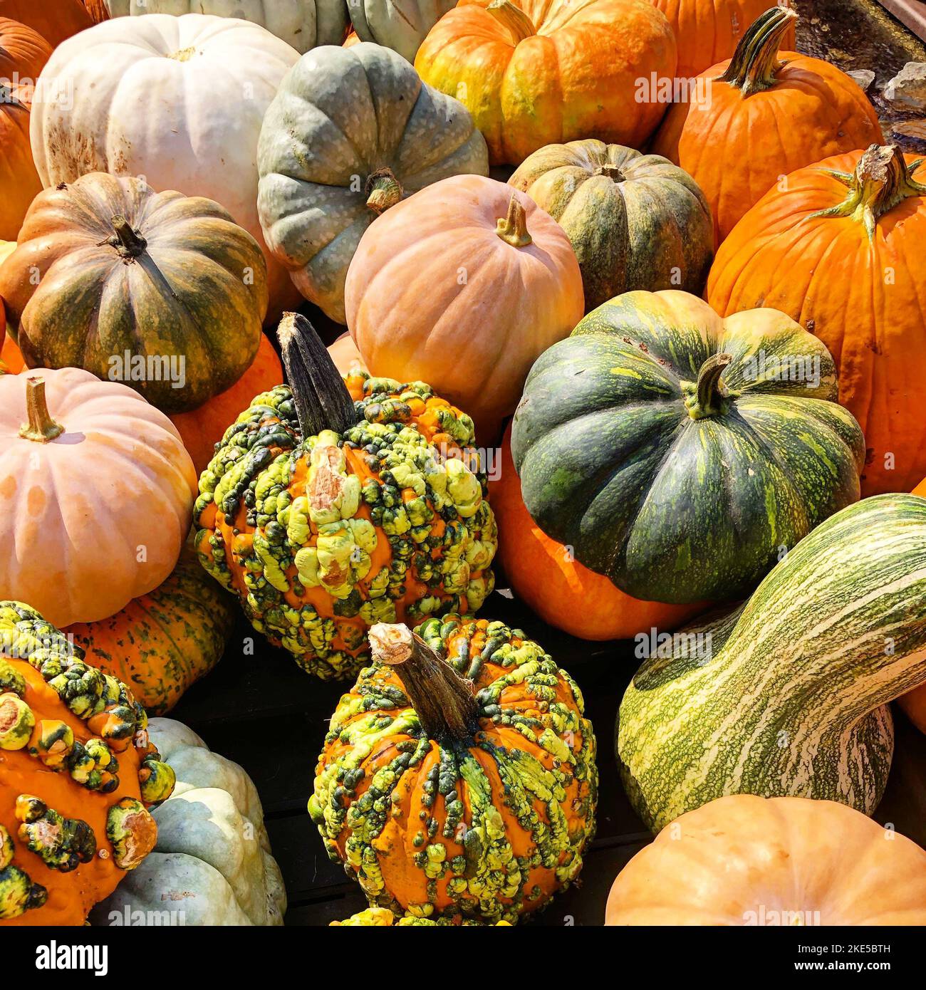 A closeup shot of a pile of colorful different pumpkins at a pumpkin ...