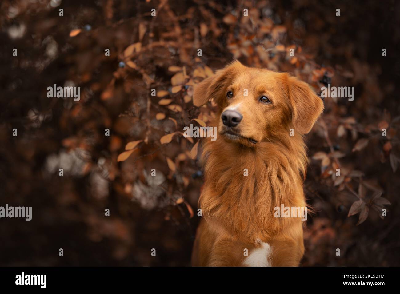 Nova Scotia Duck Tolling Retriever in autumn Stock Photo - Alamy