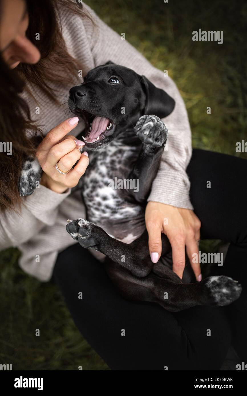 Dalmatian puppies eating hi-res stock photography and images - Alamy