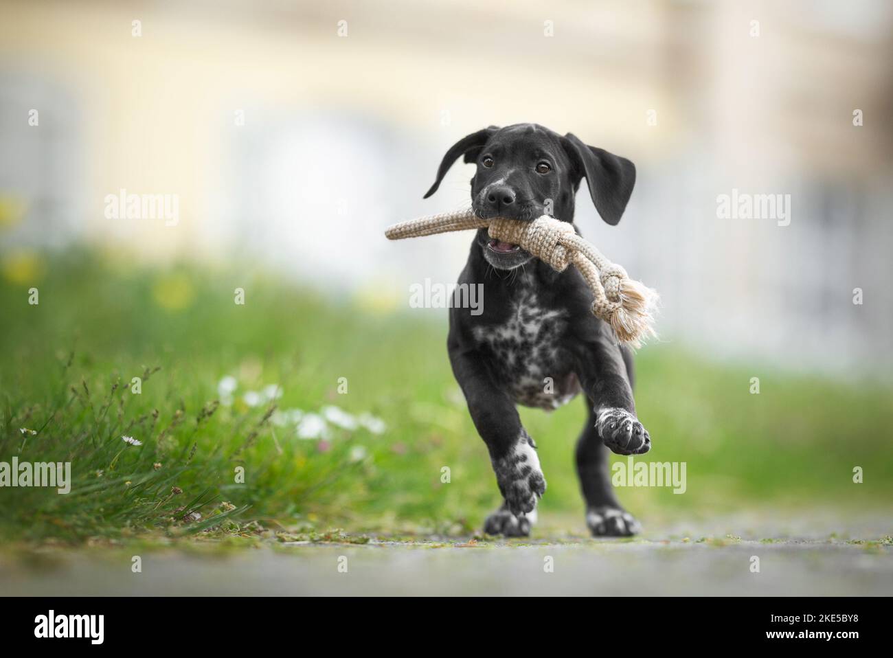 Rhodesian ridgeback dalmatian hi-res stock photography and images - Alamy