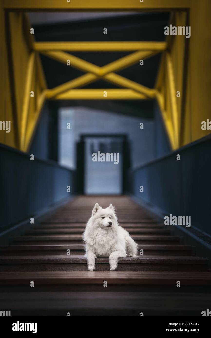 Samoyed breed size hi-res stock photography and images - Alamy