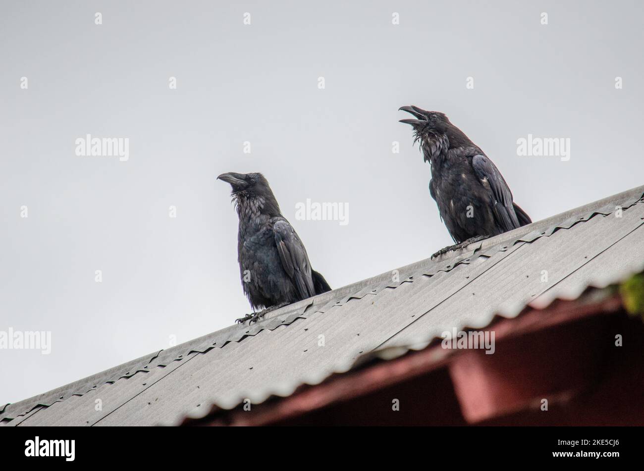Two ravens hi-res stock photography and images - Alamy