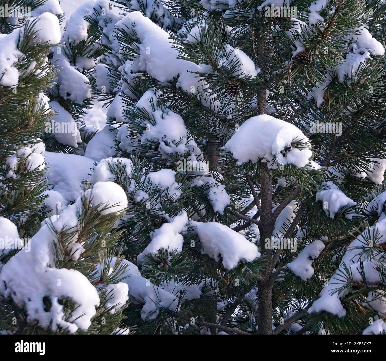 Conifer bushes hi-res stock photography and images - Alamy