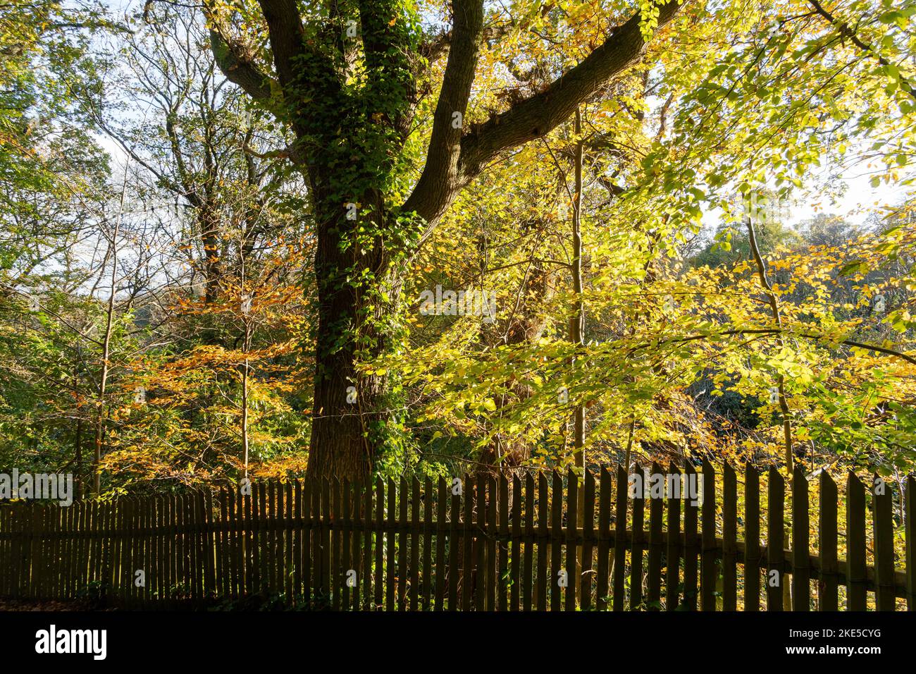 A scenery of a beautiful lush forest with a wooden fence in the ...
