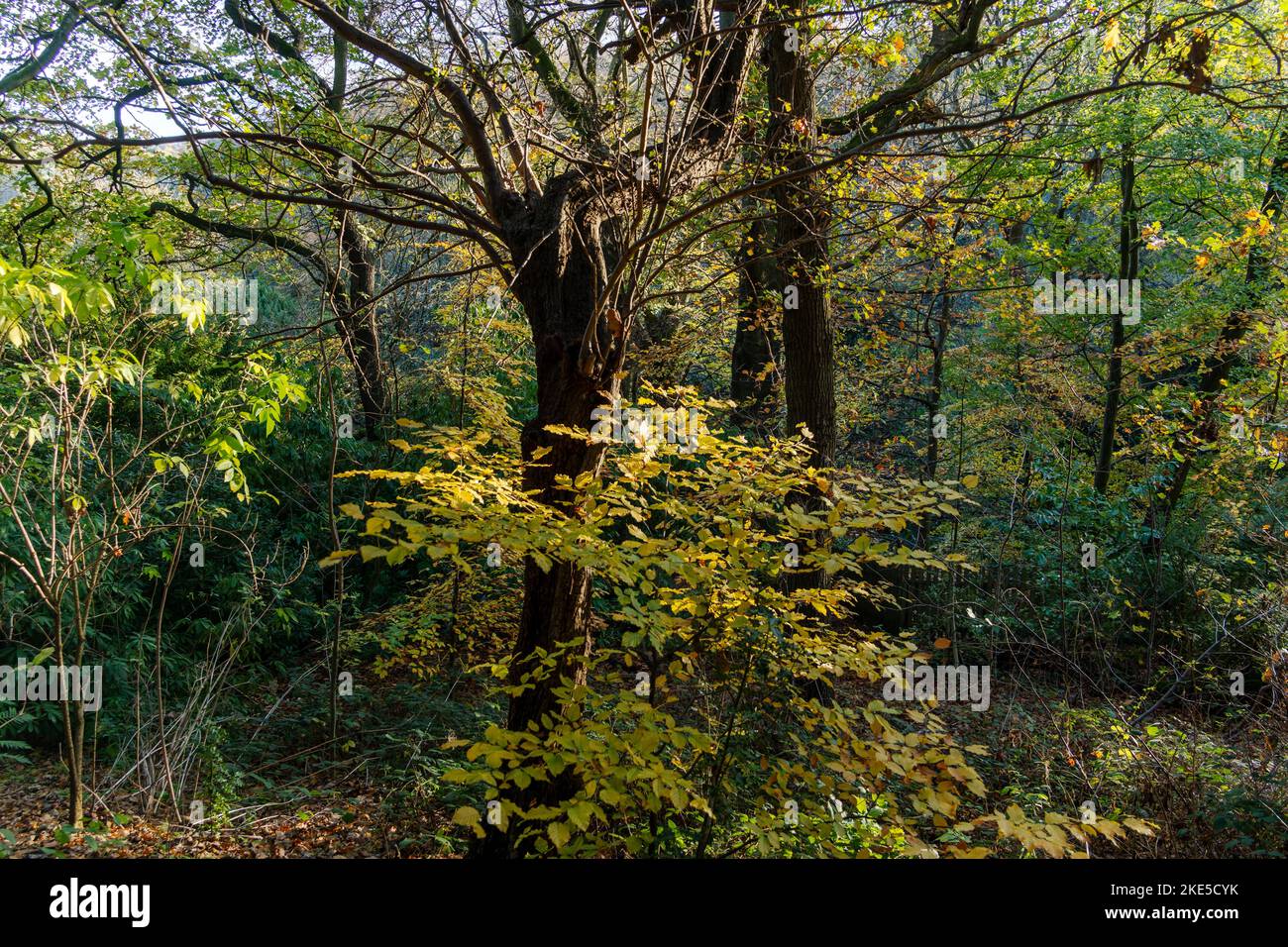 A landscape shot of a lush forest during fall in the daylight Stock ...