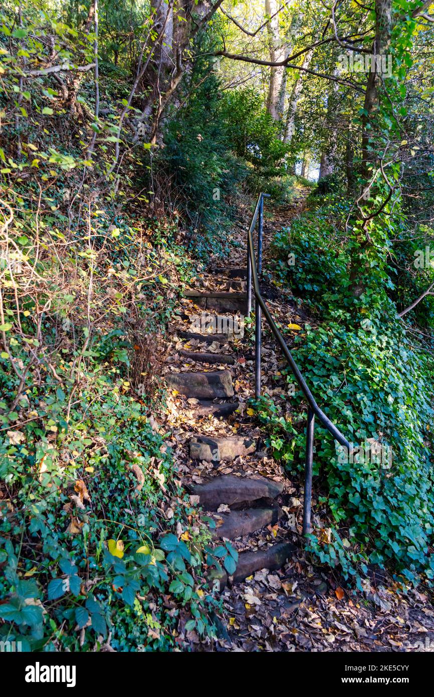 A landscape shot of narrow path with steps in the woodland during ...