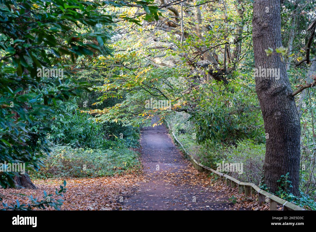 A landscape shot of a path in the woodland surrounded by lush greenery ...