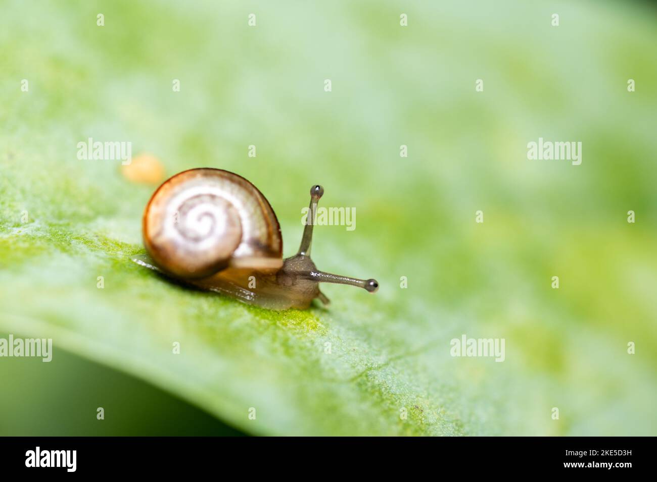 A close-up shot from a brwon shell Grape snail (Helix pomatia) on a ...