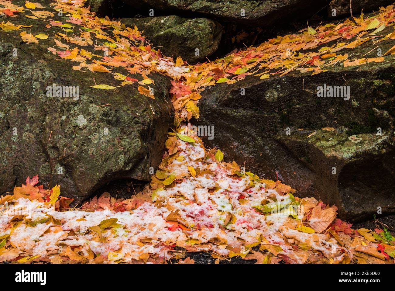 Cascading autumn leaves flowing through a rock crevice. Natures natural ...