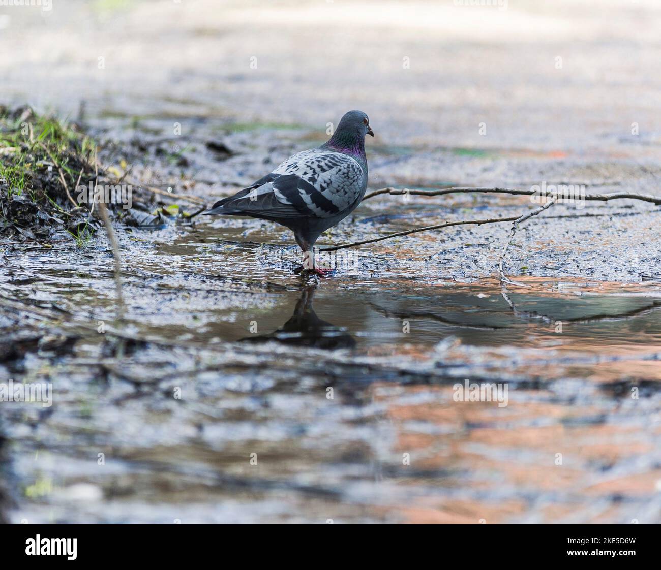 A Feral pigeon on a wet fall close to river Stock Photo - Alamy