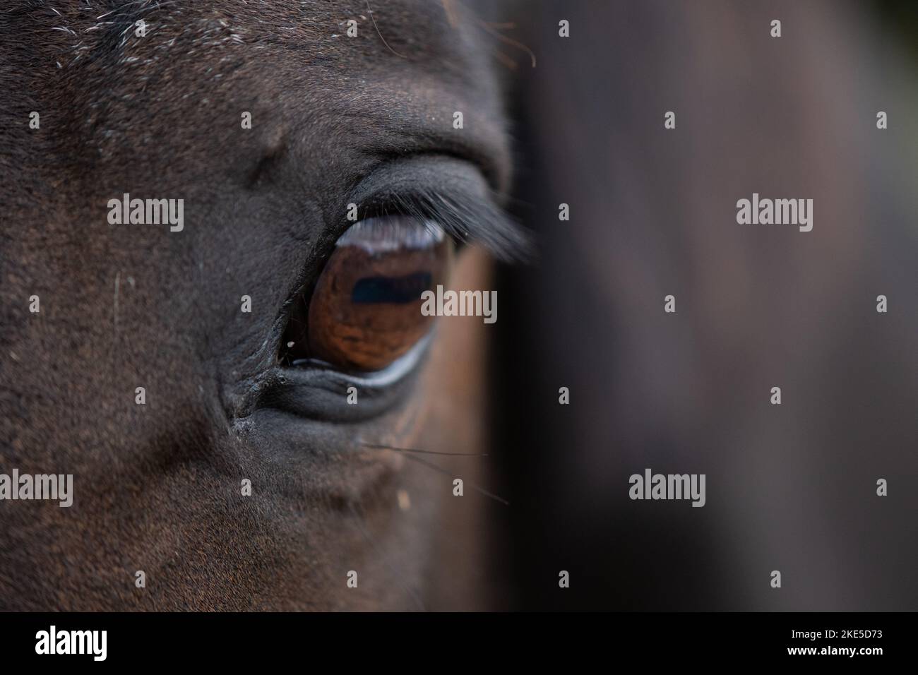 A closeup shot of a horse's eye Stock Photo - Alamy