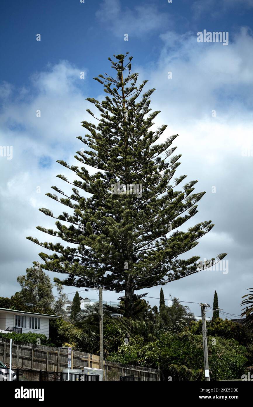 A vertical shot of a Norfolk Island pine tree with a blue sky ...