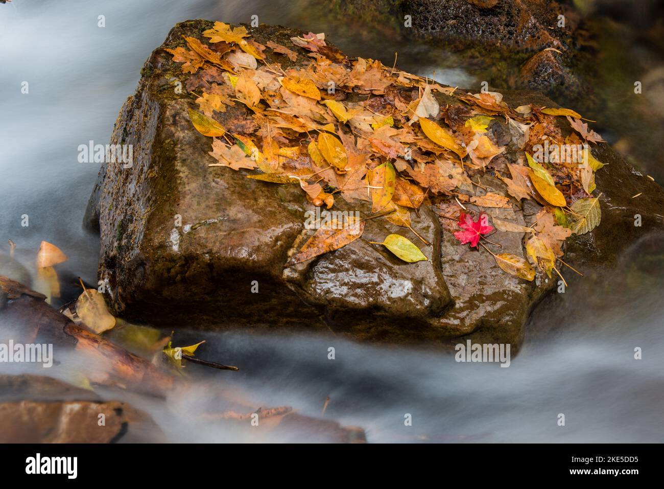 A red maple leaf on a river rock exemplifies natures' natural beauty ...
