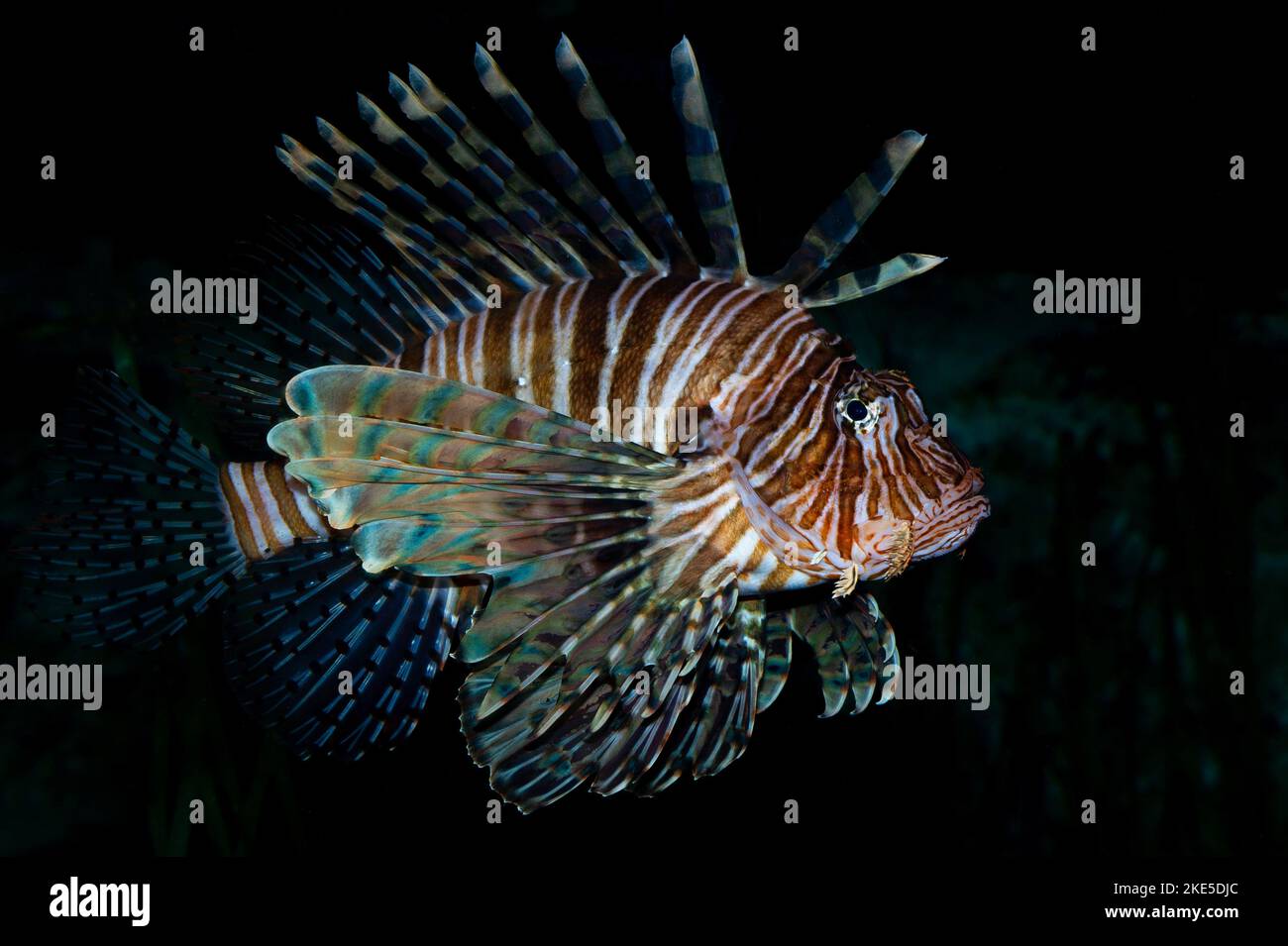 Fire fish hi-res stock photography and images - Alamy