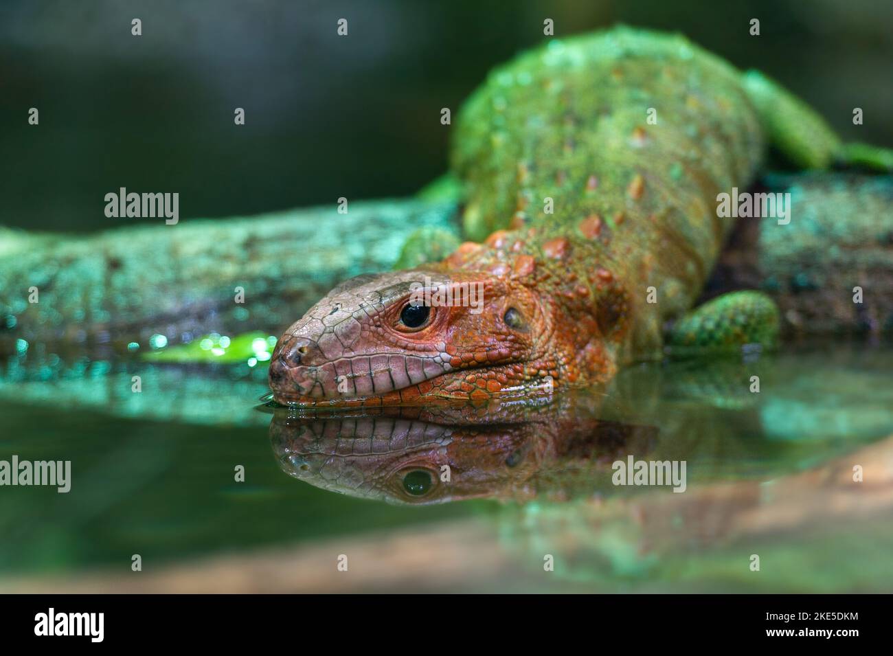 Caiman lizards hi-res stock photography and images - Alamy