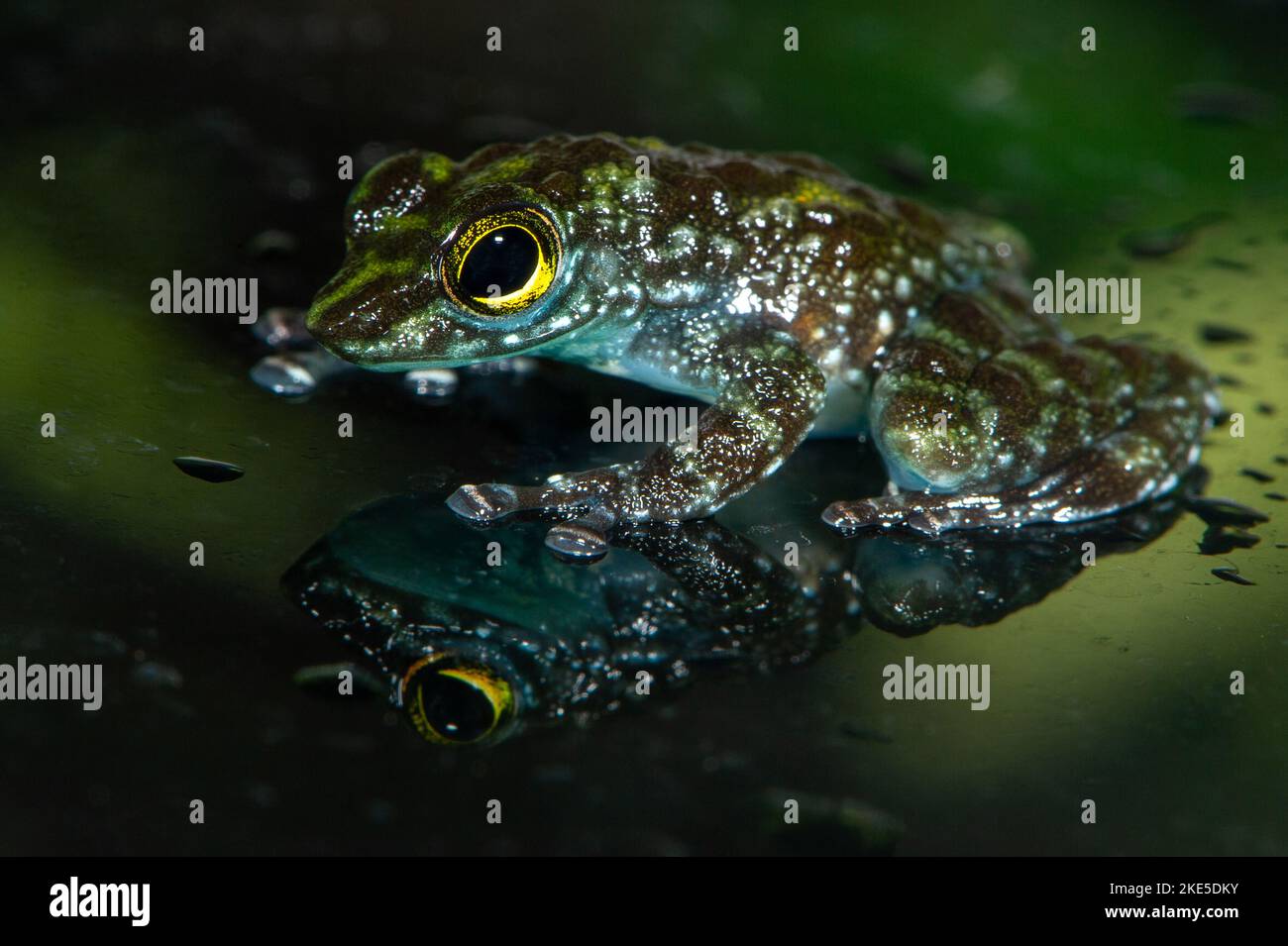 Borneo splash frog Stock Photo - Alamy