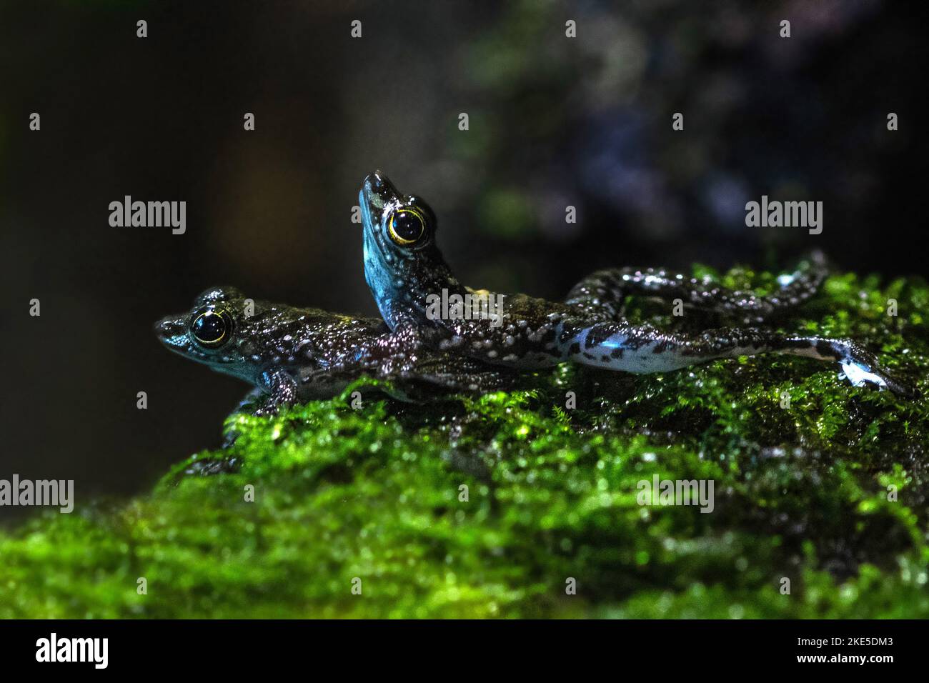 Borneo splash frogs Stock Photo - Alamy