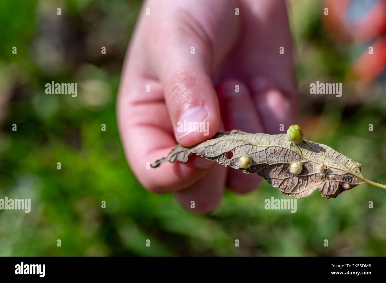 Hand holding a leaf with gall parasites on it Stock Photo - Alamy