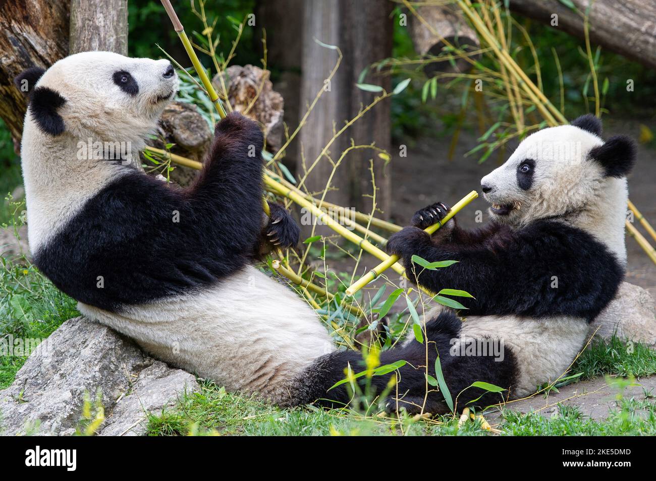 2 giant pandas Stock Photo - Alamy