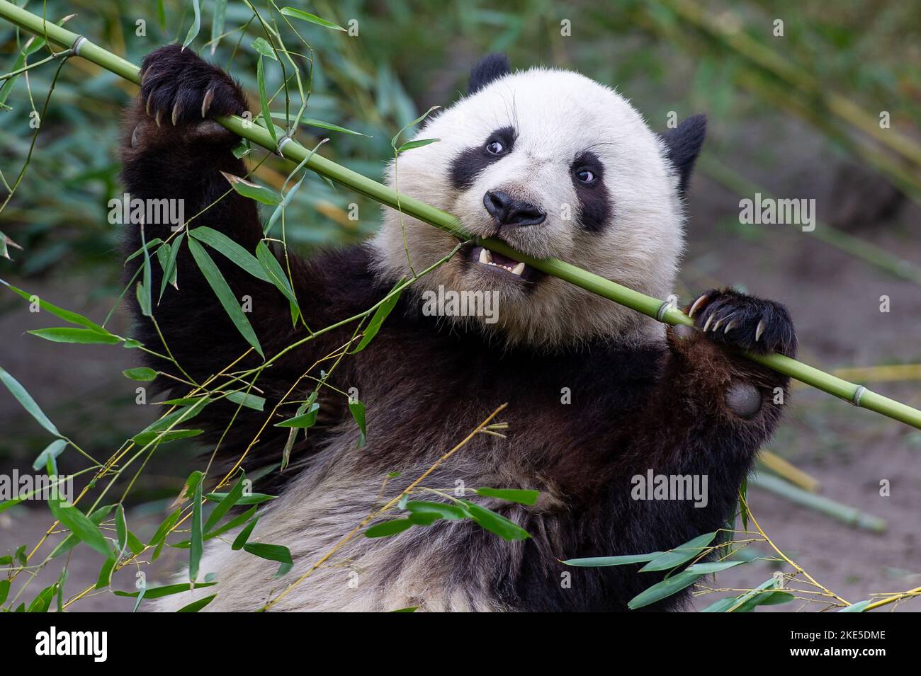 Giant panda behavior hi-res stock photography and images - Alamy