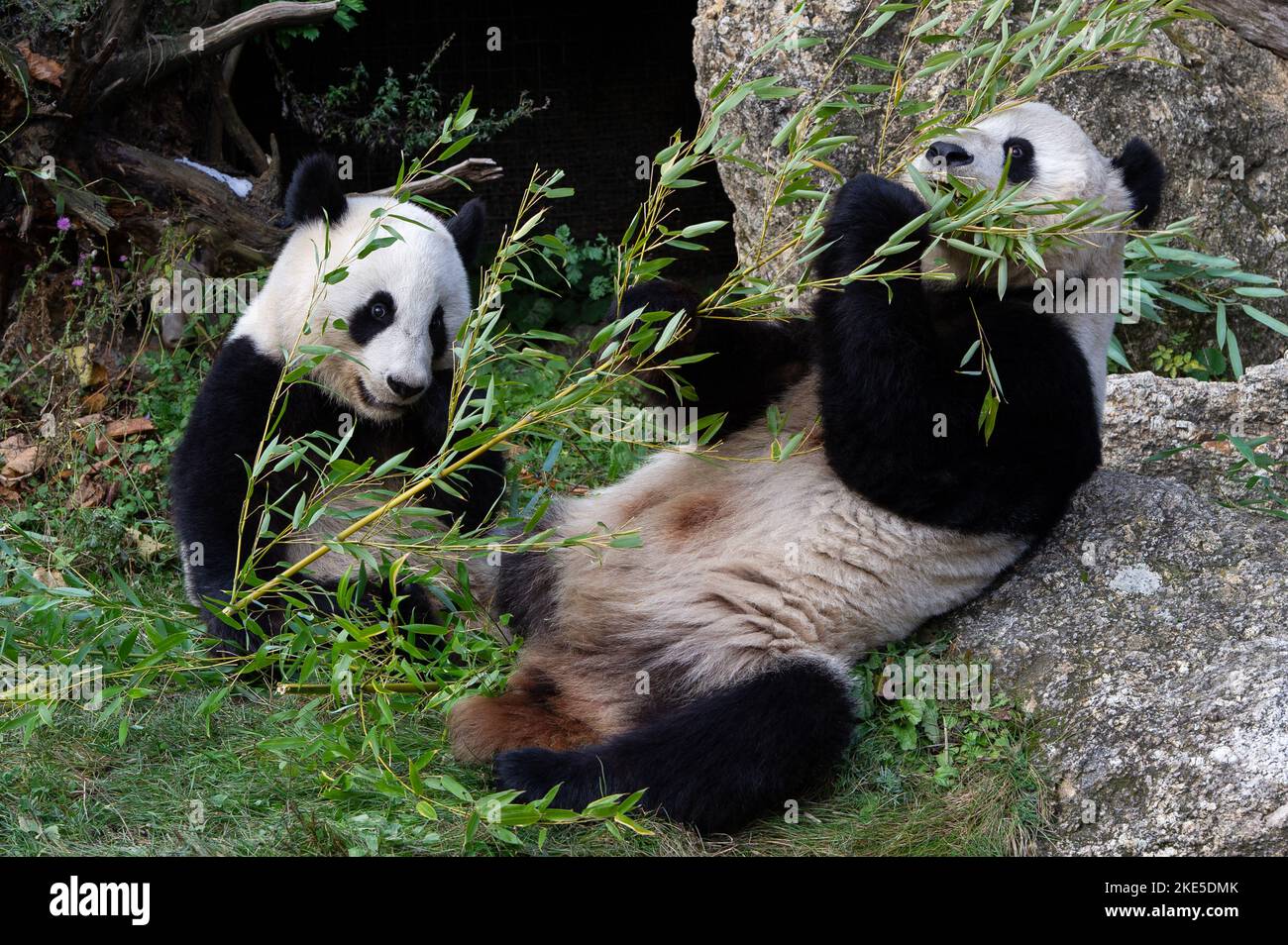2 giant pandas Stock Photo - Alamy