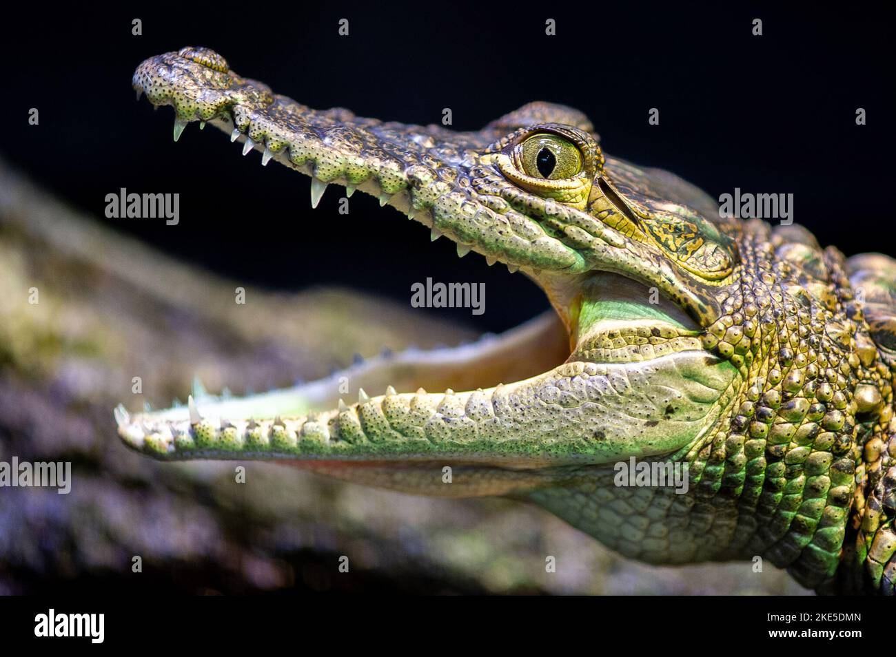 Mexican crocodiles hi-res stock photography and images - Alamy