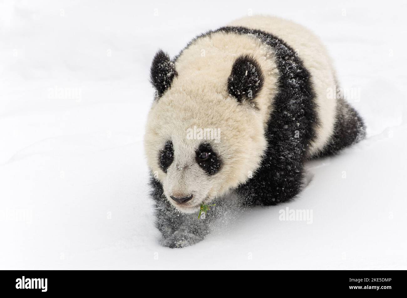 Panda walking side view hi-res stock photography and images - Alamy