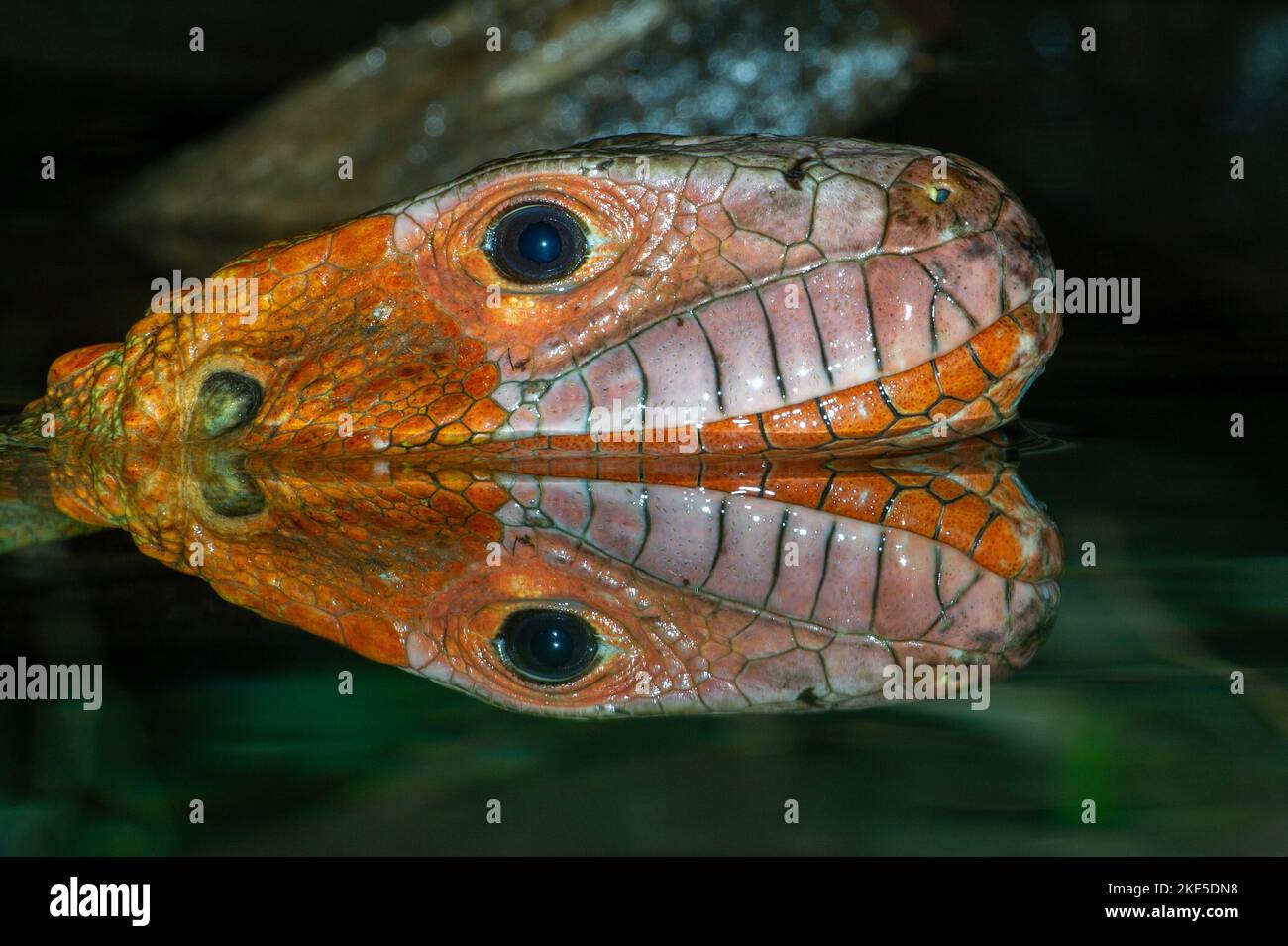 Caiman lizards hi-res stock photography and images - Alamy