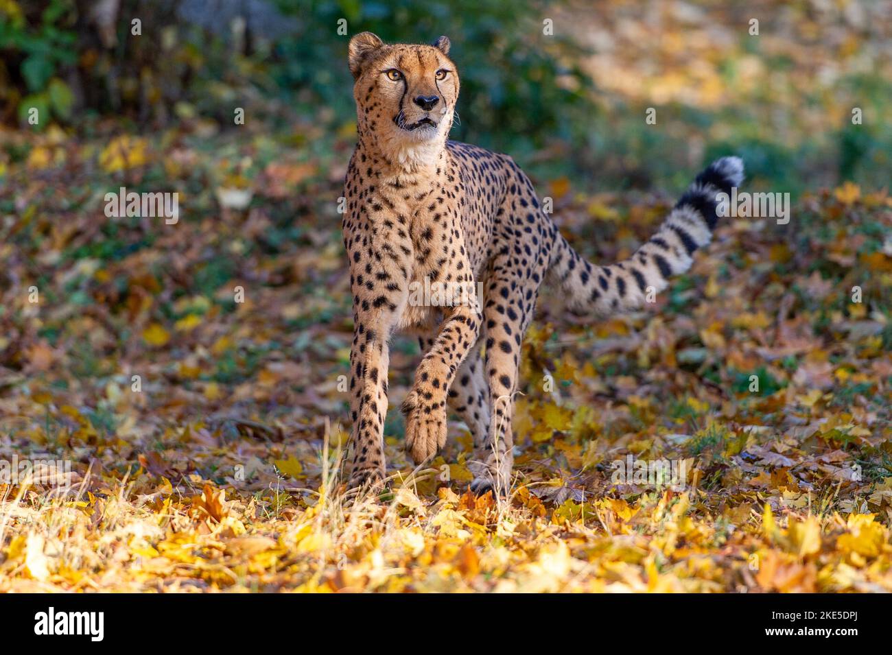 Cheetah paw hi-res stock photography and images - Alamy
