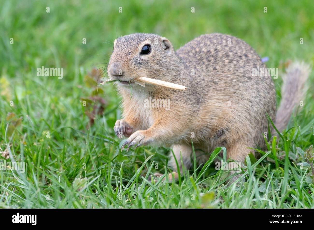 Gopher stands hi-res stock photography and images - Alamy