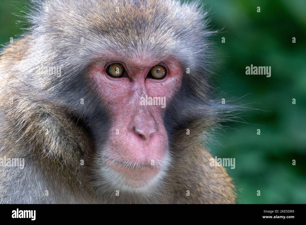 Macaque portraits hi-res stock photography and images - Alamy