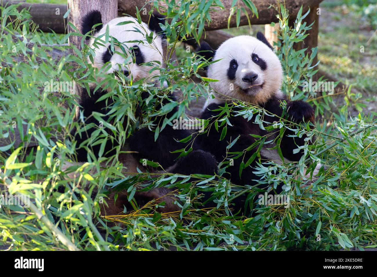 2 giant pandas Stock Photo - Alamy